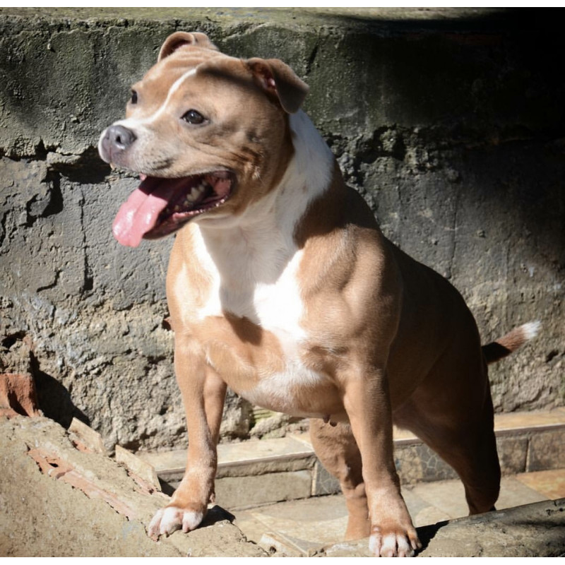 blue fawn staffbull staffordshire bull terrier staffy staffie