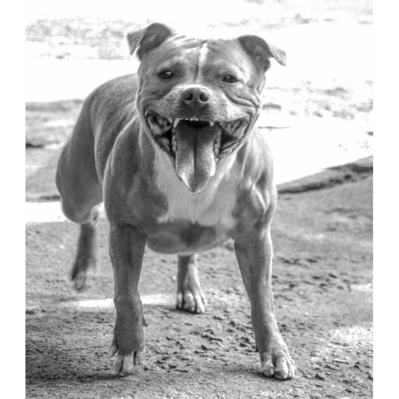 blue fawn staffbull staffordshire bull terrier staffy staffie