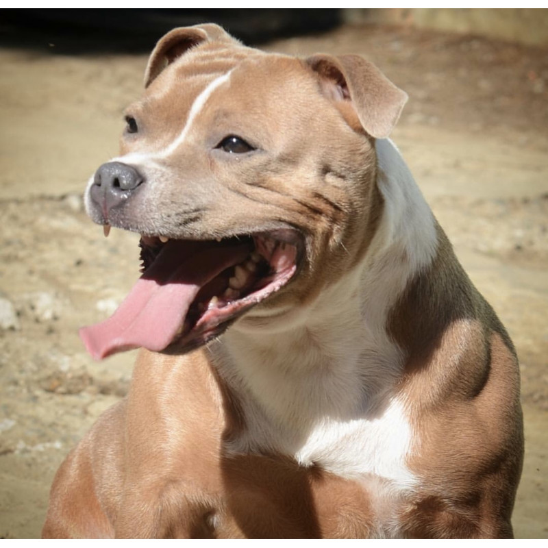 blue fawn staffbull staffordshire bull terrier staffy staffie